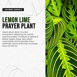 California Tropicals Lemon Lime Prayer Plant - Maranta - Rare Variety Live House Plant - Tropical Decor - Unique Real Plants Interior Garden Outdoors Supplies - Small Pot - 4 Inch Potting Decor