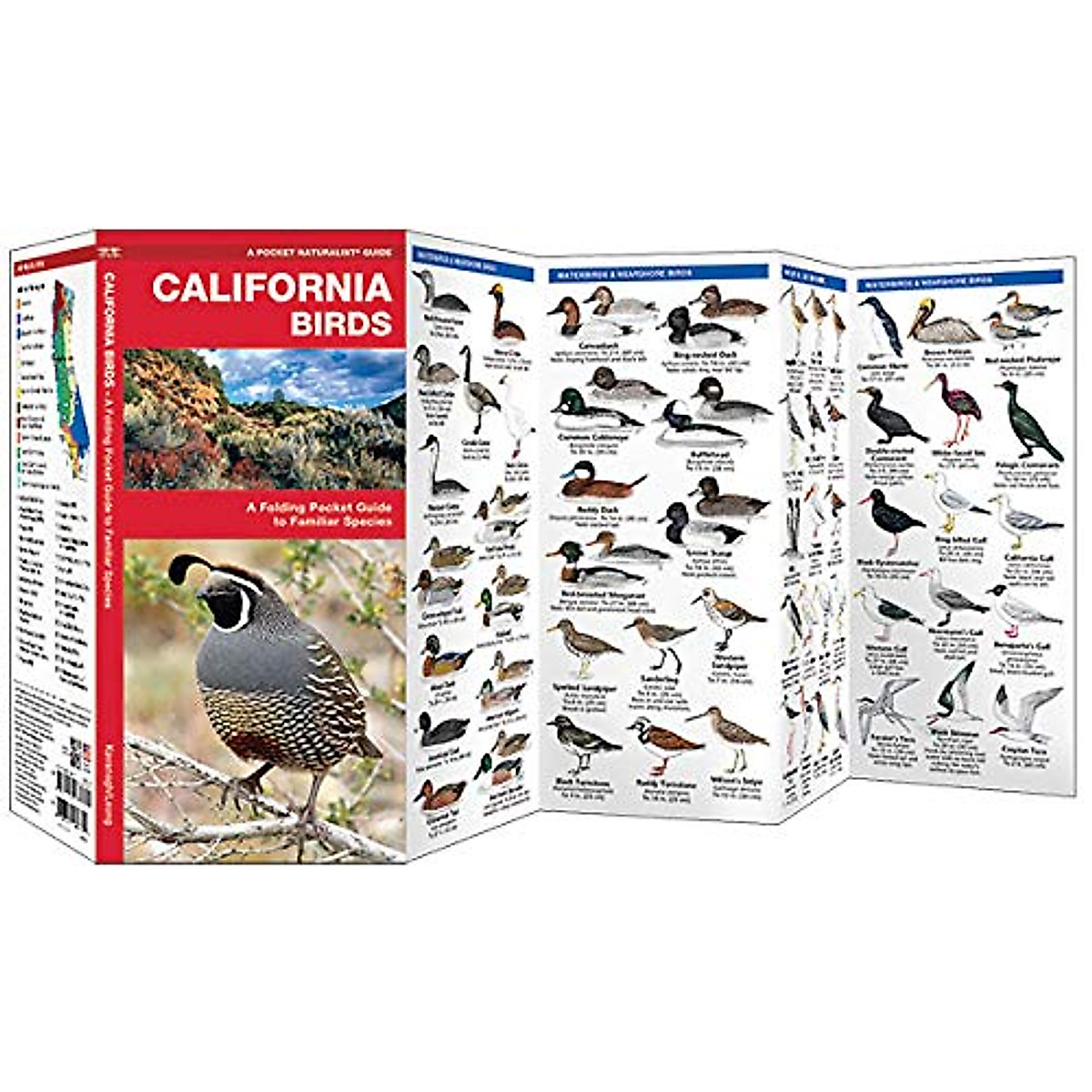 California Birds: A Folding Pocket Guide to Familiar Species (Nature Observation North America)