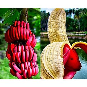 Rare Seeds 100pcs Banana Seeds Red Dwarf Tree Bonsai Fruit Decor Home Gardening Planting