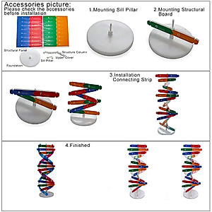 HMANE DNA Models Double Helix Model Components Science Educational Teaching Instrument Toy