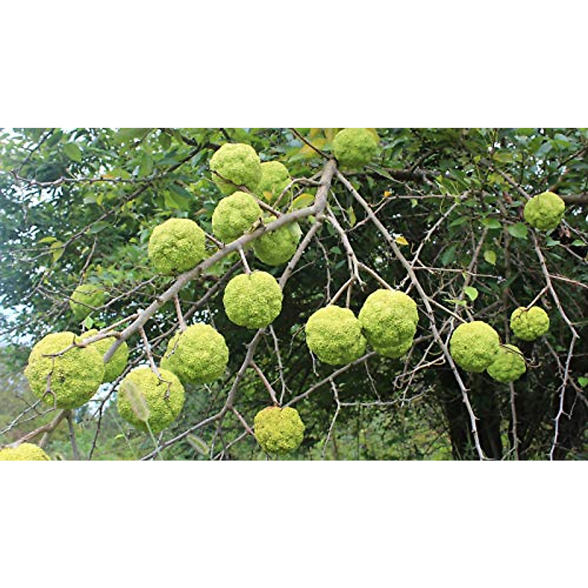 10 Hedge Apple Seeds Osage Orange Horse Apple Monkey Ball Maclura Pomifera Tree Seeds