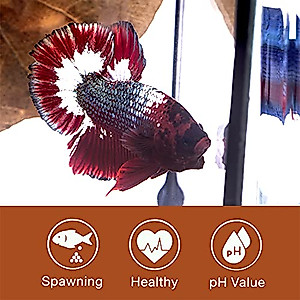 JAITAN Premium Indian Almond Leaves – Water Conditioner, Benefits with Fish Fin Color Enhancement, Effective Breeding of Betta Fish & Shrimp, 8-10 Inches, 50g (20+ Leaves/Pack)
