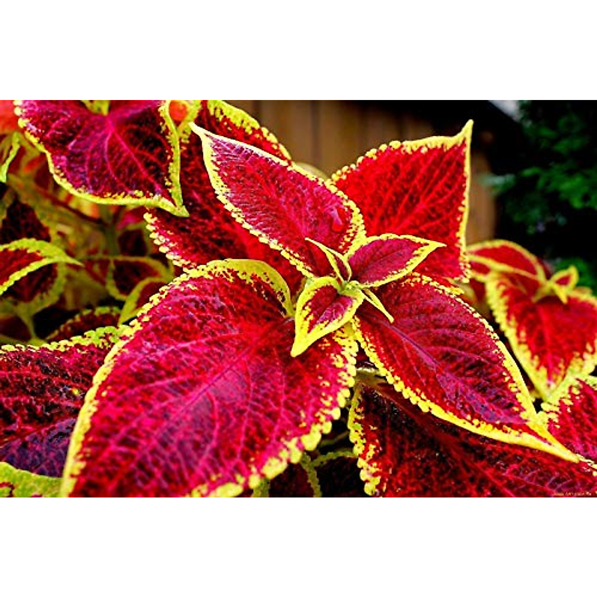 100+ Rare Mixed Coleus Flowers Seeds Rainbow Coleus Wizard Mixed Perennial Foliage Plant