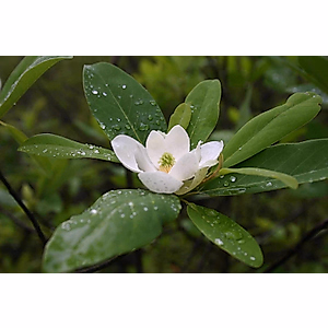 Sweet Bay Magnolia Tree | 30 Live Plants | Magnolia Virginiana | Beautiful Ornamental Specimen