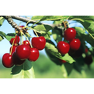 710+ Dwarf Fruit Seeds for Planting (Individually Packaged) Cherries 10pcs White Strawberry 200pcs Red Strawberry 200pcs Raspberry 200pcs Elderberry 100pcs