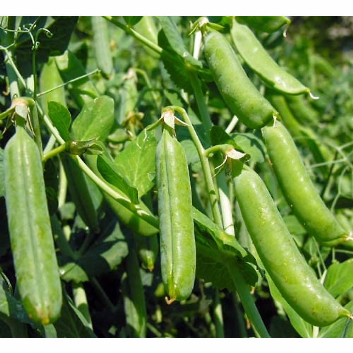 120 Early Frosty Pea Seeds for Planting Heirloom Non GMO 1+ Ounces of Seeds English Pea Garden Vegetable Bulk Survival