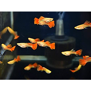 A.D.P. Fish Booster Bloodworm Honey 100 g. Goldfish Food & All Tropical Fish Food Small Floating Pellet Grow Faster & Color Enhancing High Protein 32% Aquarium Baby Fish Newborn Fry Fish Feed Care