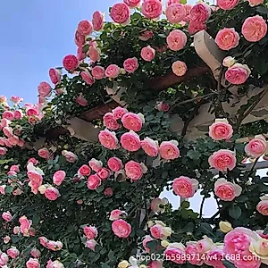 300+ Mix Rare Rose Seeds Multicolored Flower Non-GMO Heirloom Garden Home for Planting to Grow (White Blue Pink Purple)