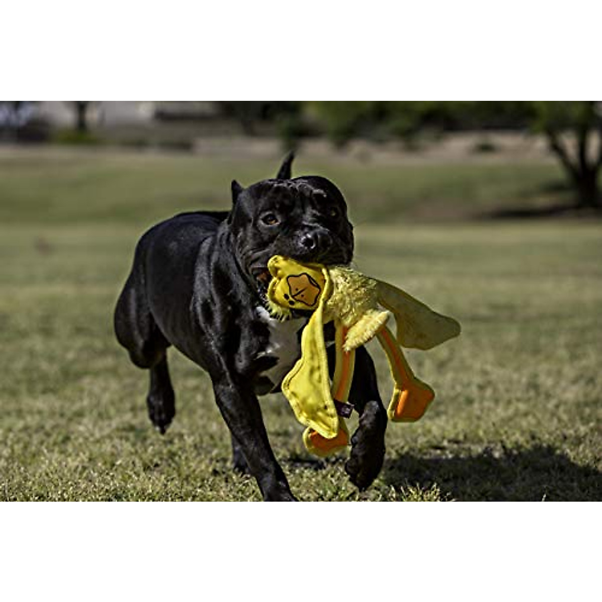 Multipet Skele Duck Dog Rope Toy - Nylon Tug of War - Squeaky Toy for All Dogs - for Playing Toss & Fetch - Cute Dog Pet Toy (15", Yellow)