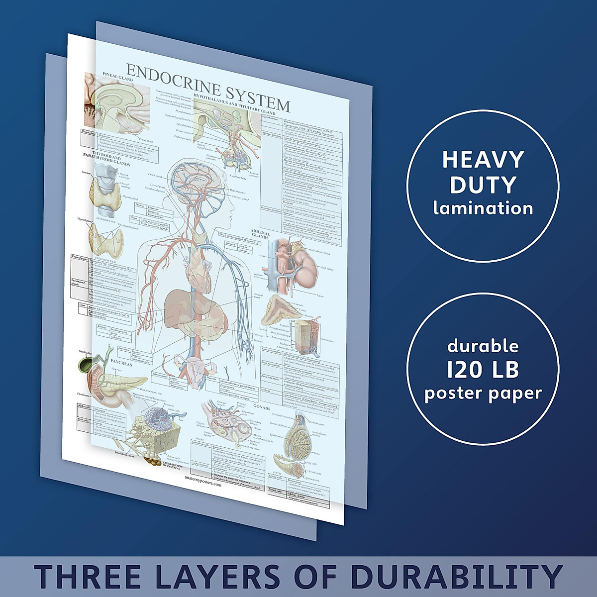 Laminated Endocrine System Anatomical Chart - Endocrine Anatomy Poster (18 x 27)
