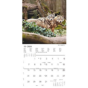 Wolves 2024 Brochure Calendar 30 x 30 cm (30 x 60 Open) Calendar with Space for Notes Wolves Picture Calendar Wall Planner Alpha Edition