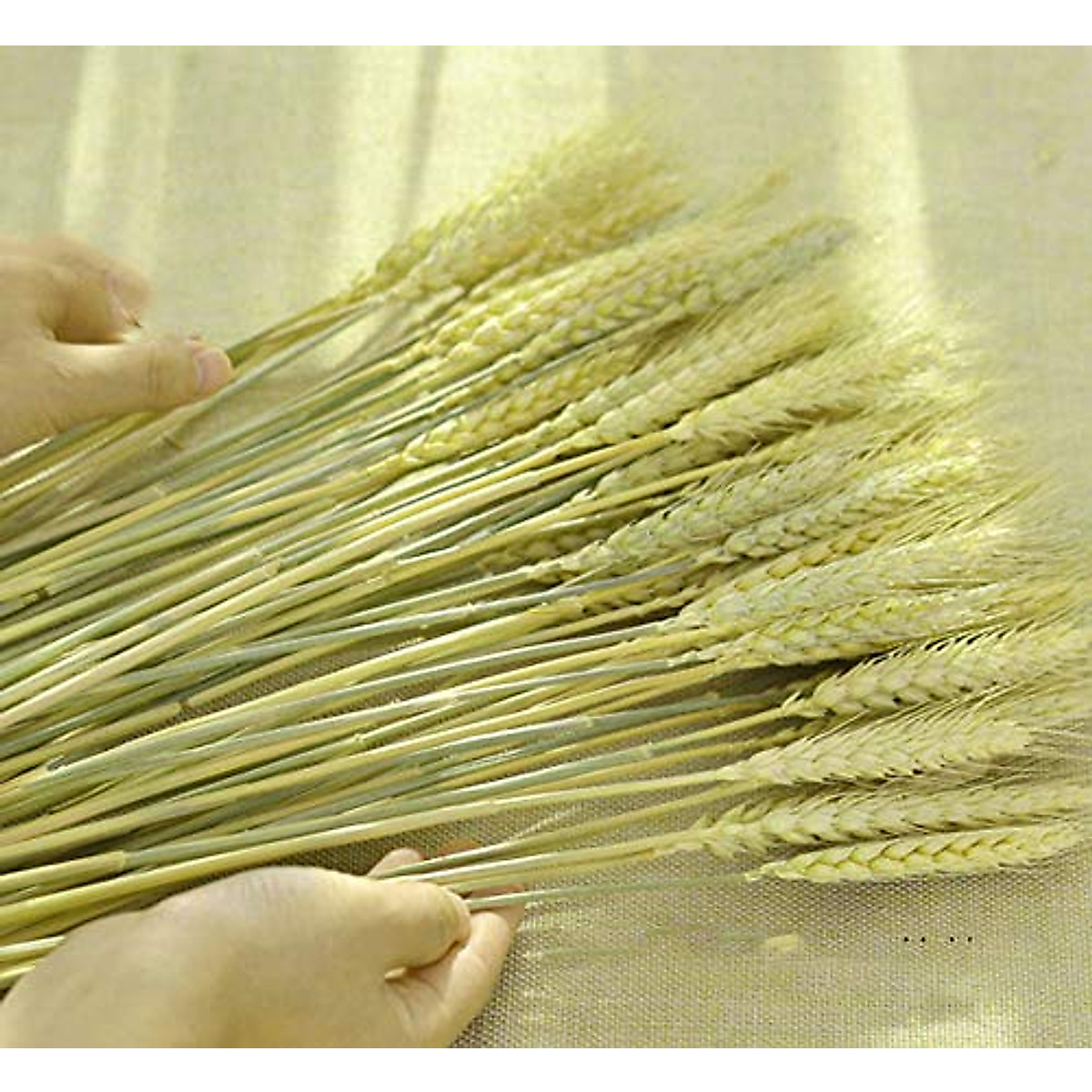 TooGet Dried Wheat Sheaves Stalks Bouquet Bundles, 100 Stems Natural Ear of Wheat Grain Flowers Dry Grass Bunch DIY Arrangements for Home Wedding Store Decorative