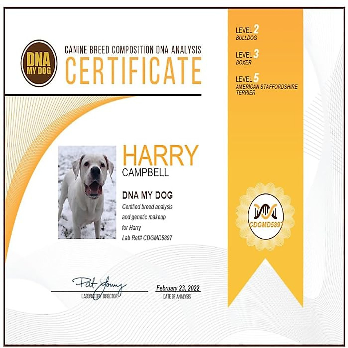 Dna My Dog Genetic Testing Kit – Essential Breed ID Test Mixed Breed Identification, Personality Traits – for Puppies to Adult Dogs, Non-Invasive Cheek Swab