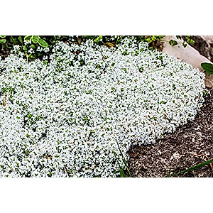 2000+ Mix Carpet Creeping Thyme Seeds Ground Cover for Planting Heirloom High Germination Rate Easy to Plant （3Packs）