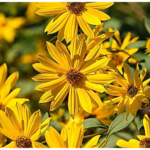 Perennial Sunflower Seeds for Planting - Plant & Grow Maximilian Sun Flowers in Your Home Outdoor Garden - 500 Non GMO Heirloom Seeds - Full Planting Packet with Instructions for Easy Grow, 1 Packet