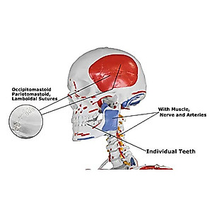Vision Scientific VAS215-DC Medical Grade, Full Size Skeleton W Hand Painted Muscles & Ligaments | Thick Zip Dust Cover | Skeleton Wired for Natural Movement | Mounted on Roller Stand W Manual