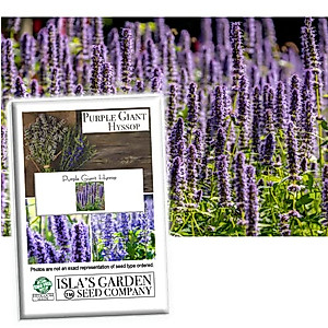 "Purple Giant" Hyssop Seeds for Planting, Fragrant Herb, 250+ Seeds Per Packet, (Isla's Garden Seeds), Non GMO & Heirloom Seeds, Botanical Name: Agastache Rugosa, Great Home Garden Gift