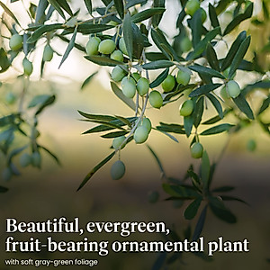 American Plant Exchange Arbequina Olive Tree, 5" Pot, 1.5ft Tal, Elegant, Live Fruiting Houseplant for Home & Garden, Self-Pollinating