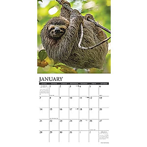 Willow Creek Press Sloths Monthly 2024 Wall Calendar (12" x 12")
