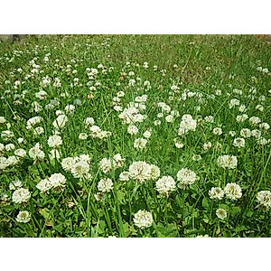 SeedRanch Nitro-Coated and Inoculated Seedranch White Dutch Clover Seeds - 5 Pounds