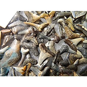 Fossil Shark Teeth Grab Bag, 60-70