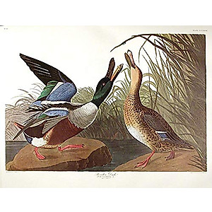 Shoveller Duck. From"The Birds of America" (Amsterdam Edition)