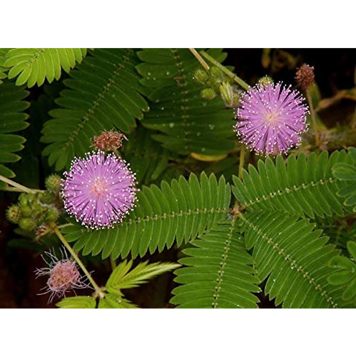 NIKA SEEDS - Flowers Sensitive Plant Pink (Mimosa) - 25 Seeds