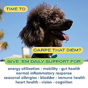 Native Pet - The Daily Dog Supplement - 10 in 1 Multivitamin For Dogs - Tasty Scoop With Dog Vitamins & Supplements - Supplement for Mobility, Energy, Gut, Skin & Coat - 16 Active Ingredients - 3.9 Oz