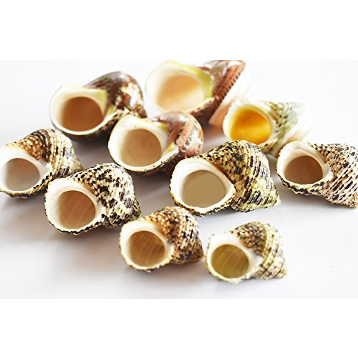 FSG - Select 10 Hermit Crab Shells Deluxe Turbo Changing Seashells Medium 1"-2" Size (Opening Size 1/2" - 1") Beautiful