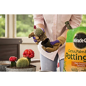 Miracle-Gro Cactus, Palm & Citrus Potting Mix, 8 qt. (3-Pack)