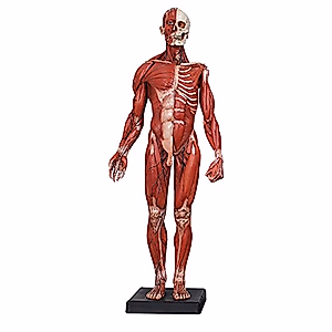 Anatomy Model 23.6 Inch Male Anatomy Figure - Human Muscle Skeleton Painting Model Human Anatomical Muscle Bone Ecorche and Skin Model Reference for Artist
