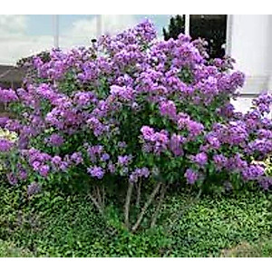 1195A-Dwarf Lavender Crape Myrtle (Lagerstroemia Indica) Seeds by Robsrareandgiantseeds UPC0764425788454 Non-GMO,Organic,USA Grower,Bonsai,Showy, Butterfly Flower,1195-A Package of 10 Seeds