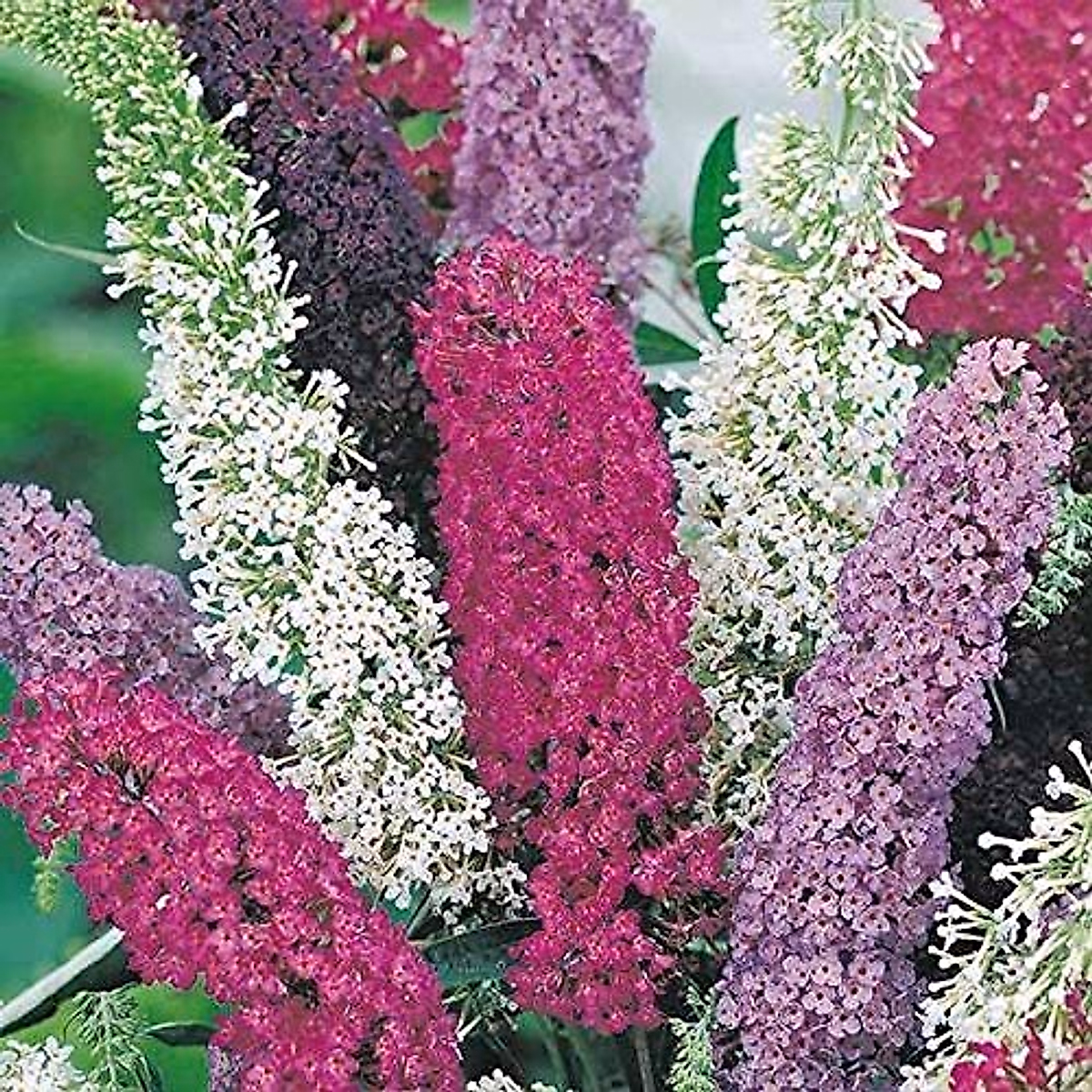 Outsidepride Buddleia Davidii Butterfly Bush Plan Garden Flower Seed Mix - 100 Seeds