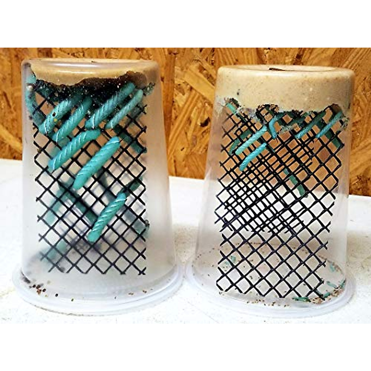 Josh's Frogs Hornworms Habitat Cup (25 Count Cup)