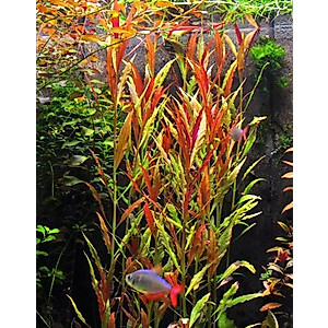 Red and Purple Plants Bundle - Red Flame Sword | Lobelia Cardinalis | Telanthera - Live Aquatic Plants