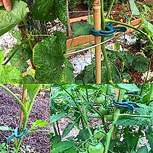 Yinghezu 40 Pcs Plant Support Clips,Flower and Vine,Garden Tomato Plant Support Clips for Supporting Stems,Vines Grow Upright Climbing,Tool for Straightening,Tomato Cage,Trellis. 2 Sizes in one Pack