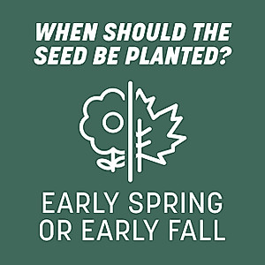 Pennington Kentucky 31 Tall Fescue Penkoted Grass Seed 3 lb, Green