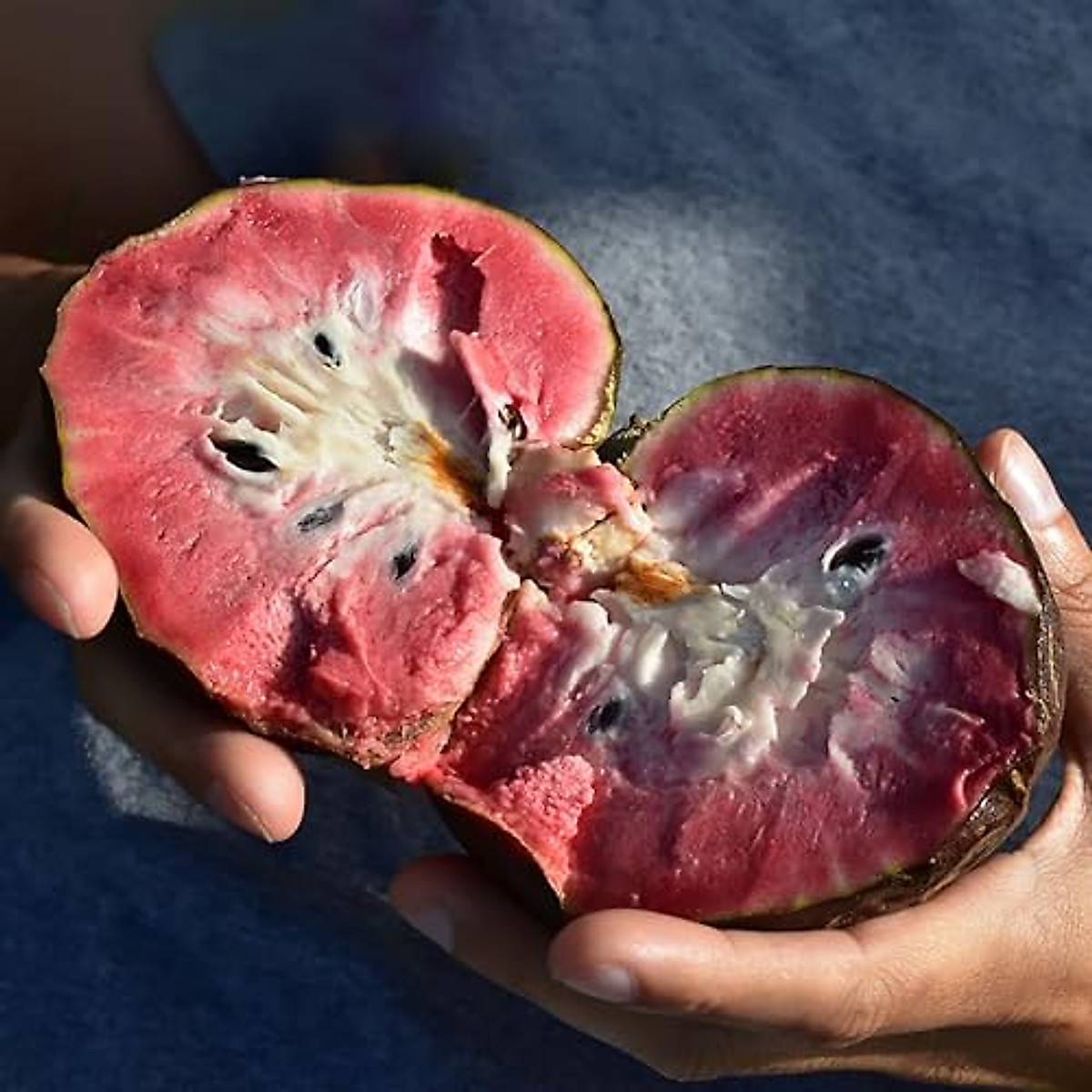 QAUZUY GARDEN 10 Sugar-Apple Seeds, Annona Squamosa Seeds, Custard Apple Seeds, Sweetsops, Grow Your Own Prolific Perennial Tropical Exotic Fruit Tree Plant
