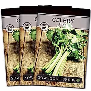 Sow Right Seeds - Tall Utah Celery Seeds for Planting - Non-GMO Heirloom Packet with Instructions to Plant and Grow an Outdoor Home Vegetable Garden - Green Leaf Stalk Celeriac - Great Gift (3)