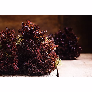 Salad Bowl Red Leaf Lettuce Seeds for Planting, 1000+ Heirloom Seeds Per Packet, (Isla's Garden Seeds), Non GMO Seeds, Botanical Name: Lactuca Sativa