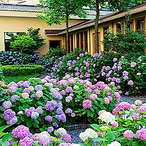 20+ Mixed Hydrangea Seeds Flowers Bush Plants Beautiful Smell Garden Decor Home Perennial