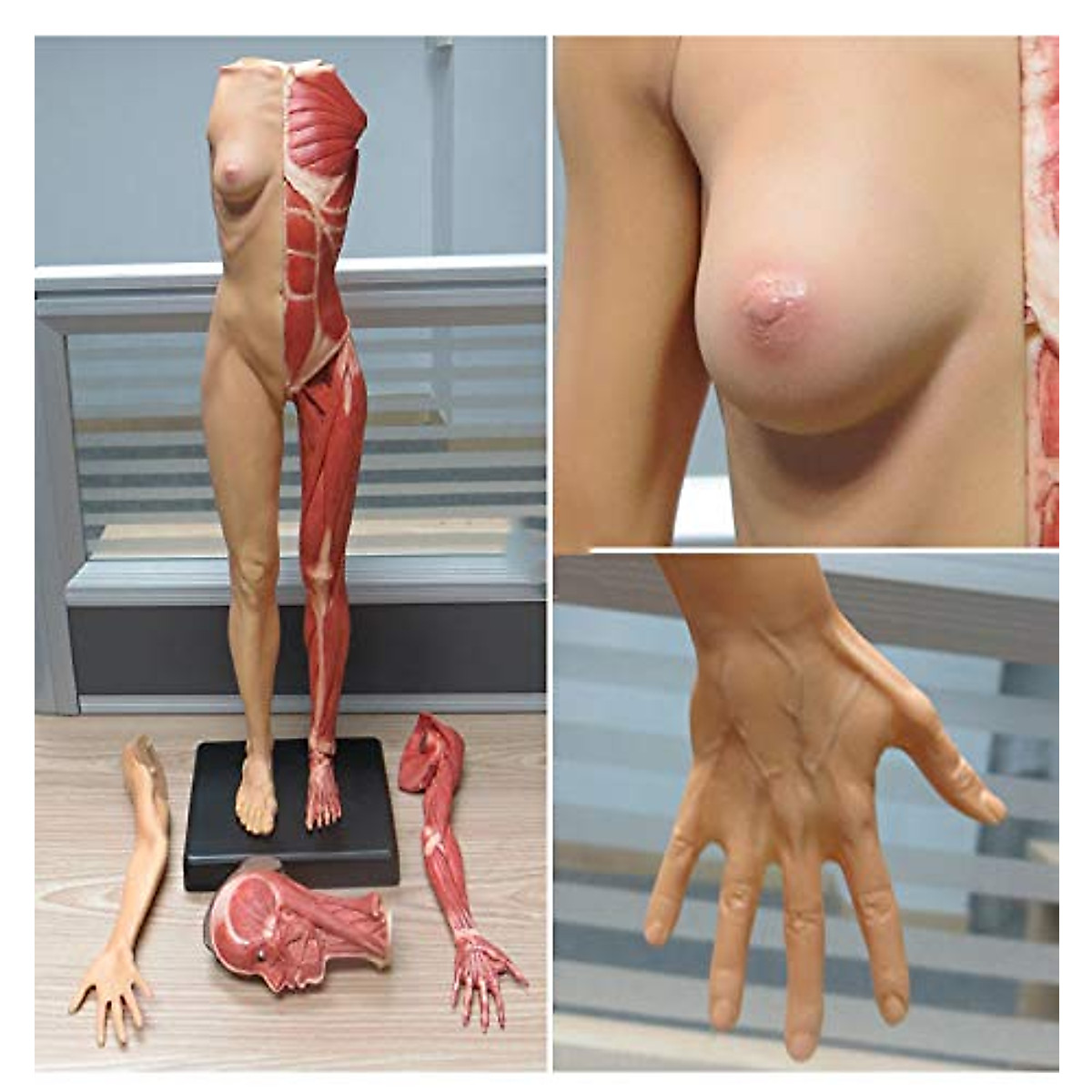 Anatomy Figure Uman Anatomical Muscle Bone and Skin Model Human Muscle Skeleton Anatomical Model PU Material Reference for Artist,A