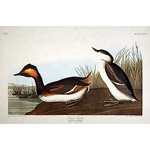 Eared Grebe. From"The Birds of America" (Amsterdam Edition)