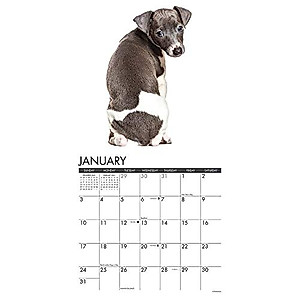 Just Greyhounds 2021 Wall Calendar (Dog Breed Calendar)
