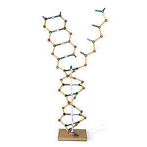 3B Scientific W19801 DNA RNA Model, 50cm Height
