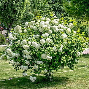 Old Fashion Snowball Viburnum Plant Live, White Snowball Bush Plant from 8 Inc Tall 4 Inc Pot for Planting