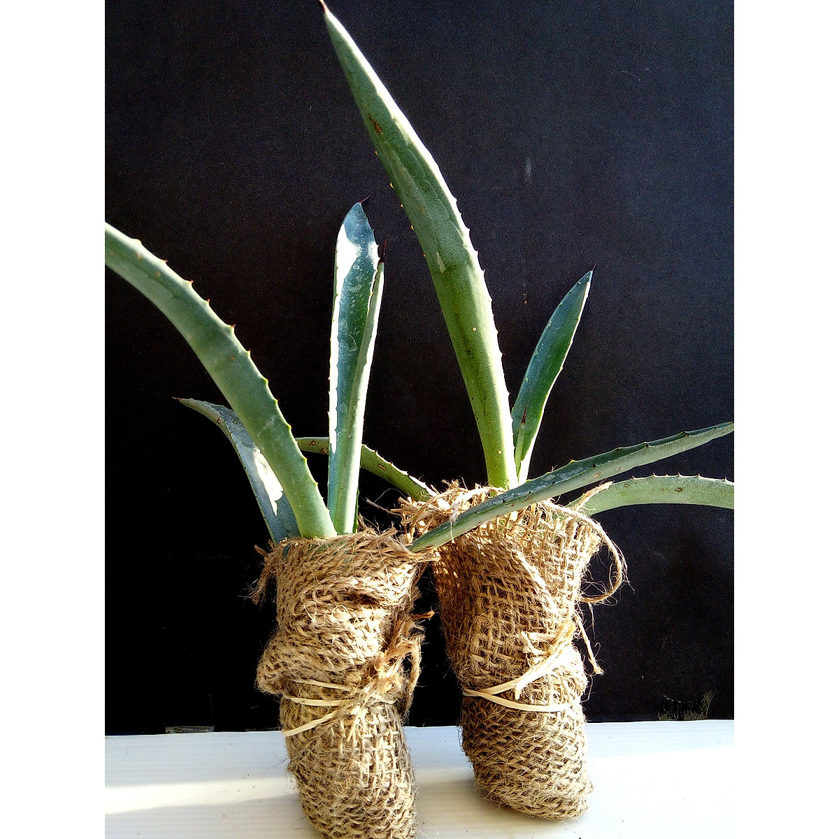 Agave Americana - Blue Agave - 2 Plants in Big Size