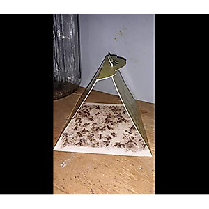 Superior Pantry Moth Traps with Pheromones Prime | No Insecticides | Safe, Non-Toxic and Child and Pet Friendly | Superior Attractant - 6 Traps