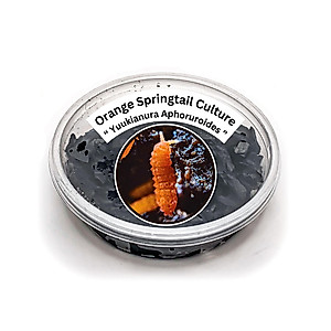 Creation Cultivated - 25ct Orange Springtails Live (Yuukianura Aphoruroides) - Insect Culture Clean Up Crew for Bioactive Terrarium Vivarium