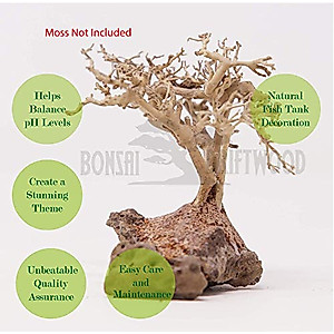 Bonsai Driftwood Mini Aquarium Tree BS (3.5 Inch Height) Natural, Handcrafted Fish Tank Decoration | Easy to Install